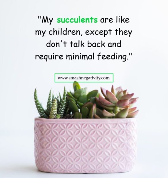 70 Inspiring & Funny Succulent Quotes For Instagram And Succulent ...