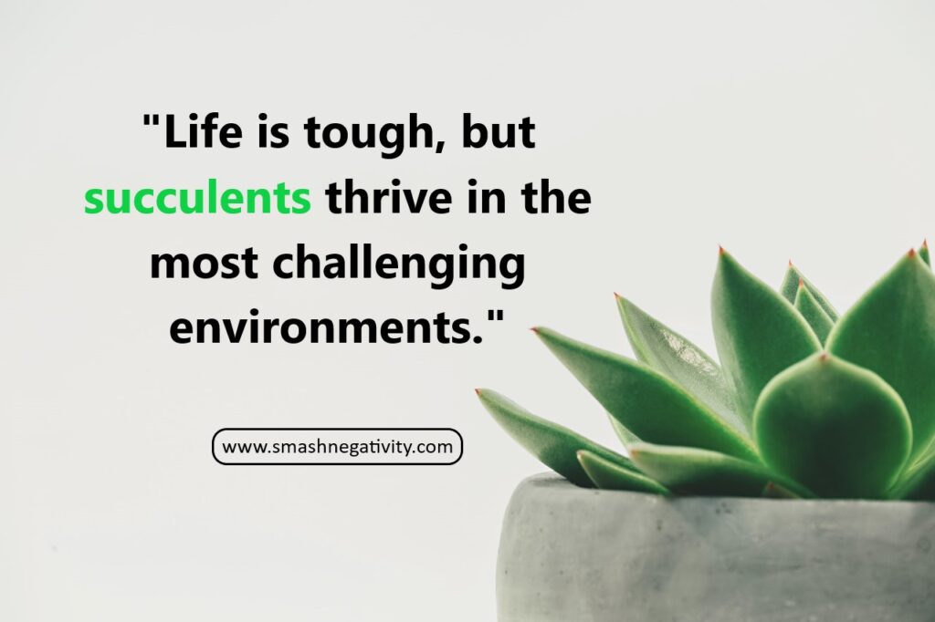 70 Inspiring & Funny Succulent Quotes For Instagram And Succulent ...