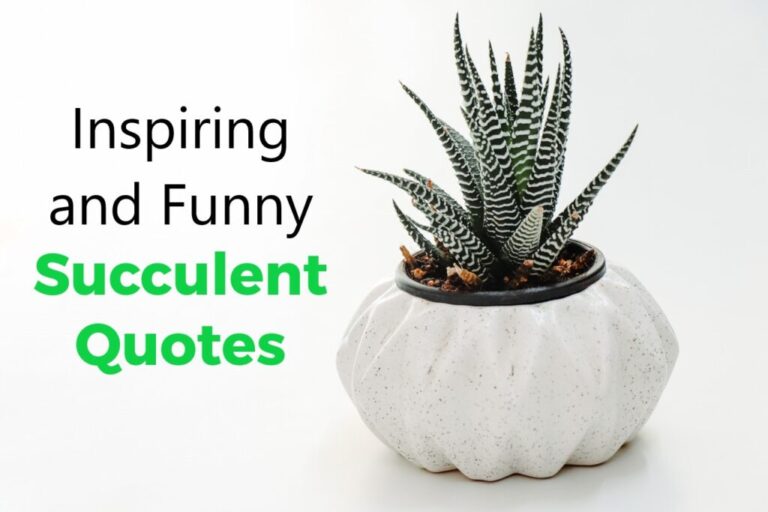 70 Inspiring & Funny Succulent Quotes For Instagram And Succulent ...