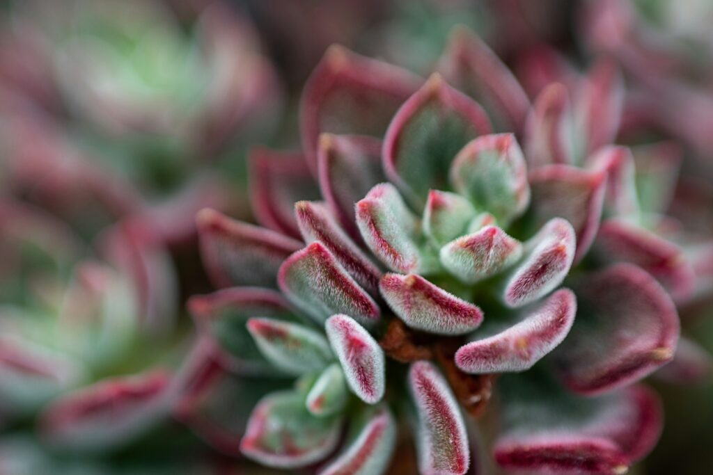 Dusty Rose Succulent | Smash Negativity