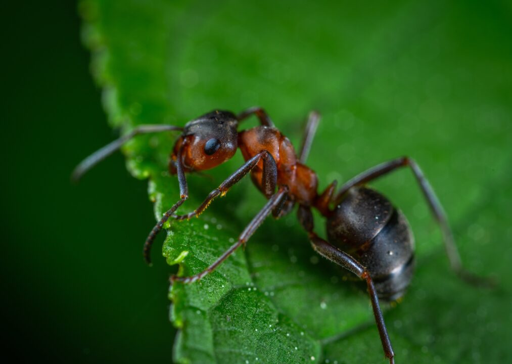 Do Ants Feel Fear? Examining The Ant's Brain In Response To Fear ...