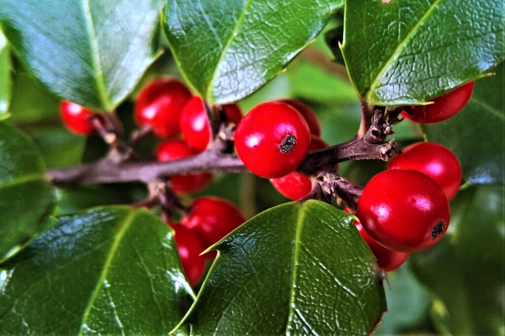 Evergreen Shrubs In Wisconsin: 5 Beautiful Evergreen Shrubs