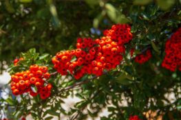 Evergreen Shrubs In Wisconsin: 5 Beautiful Evergreen Shrubs
