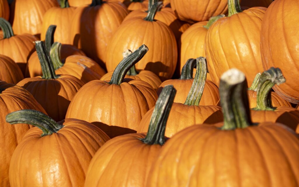 Lakota Pumpkin: Everything You Should Know