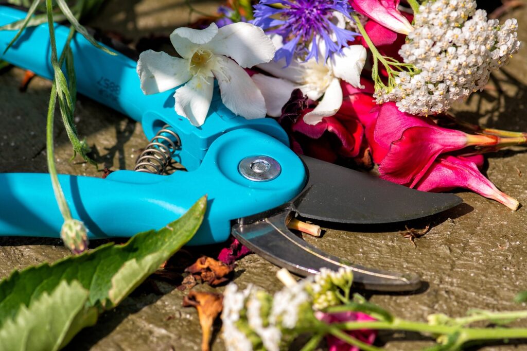 Maximilian Sunflower Pruning: Everything You Should Know