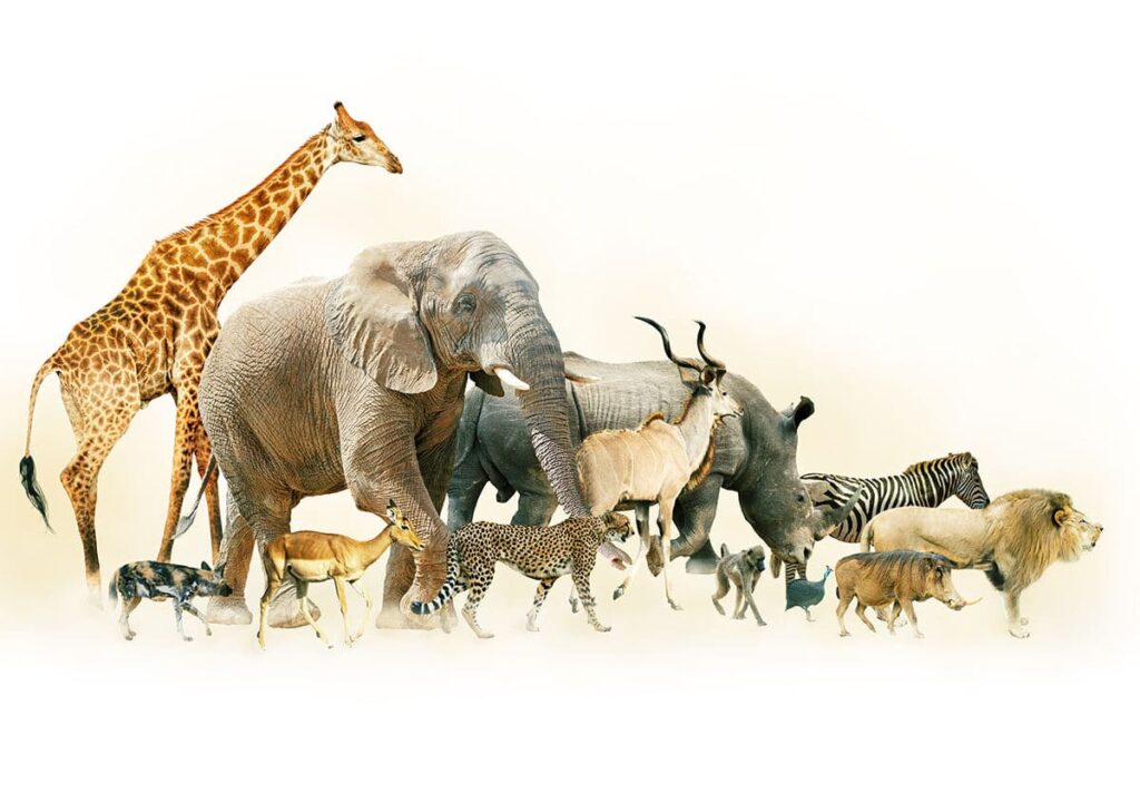 Top 7 Documentaries Showcasing The Wonders Of The Animal World | Smash ...