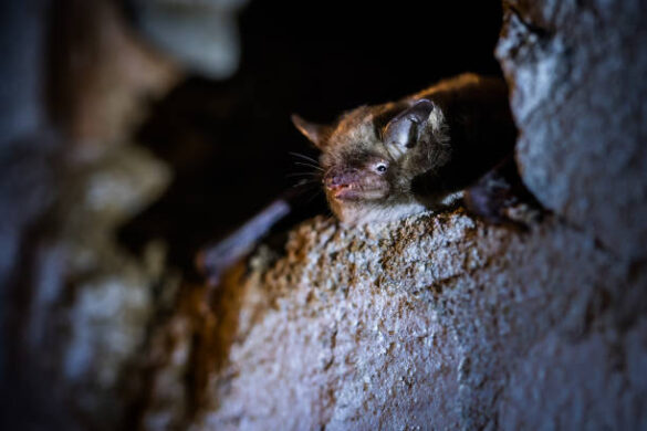How To Get Rid Of Bats In Shutters: 8 Detailed Steps