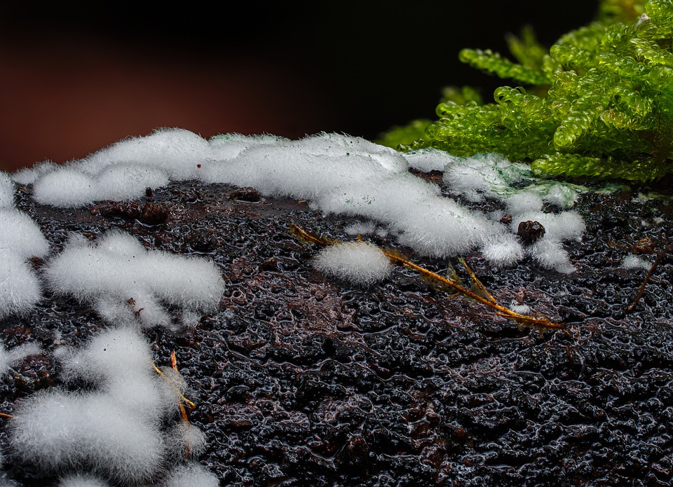 How Does An Amoeba Reproduce: 7 Stages Of Reproduction