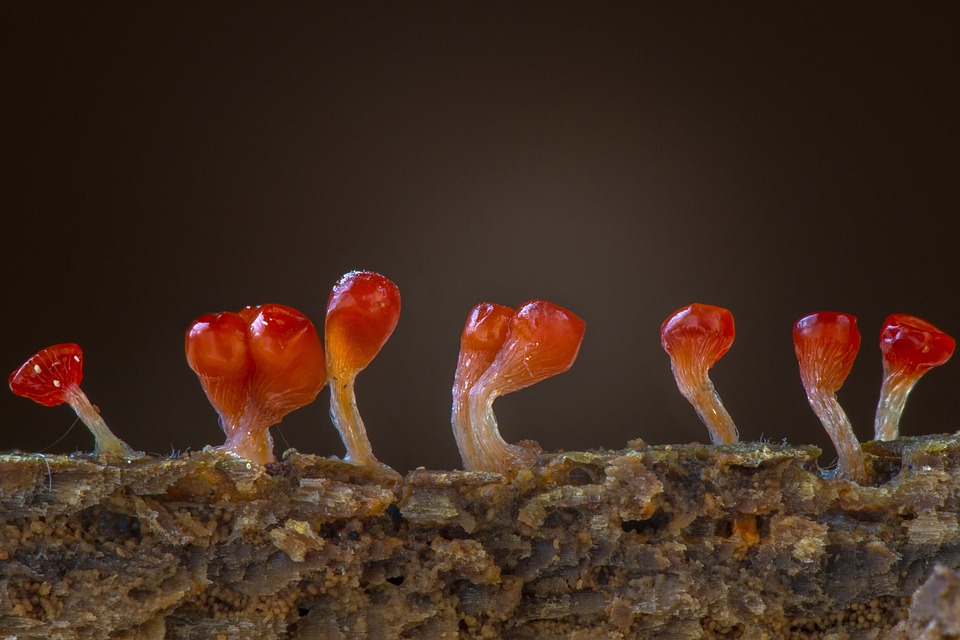 How Does An Amoeba Reproduce: 7 Stages Of Reproduction