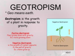 Negative Geotropic: A Comprehensive Guide