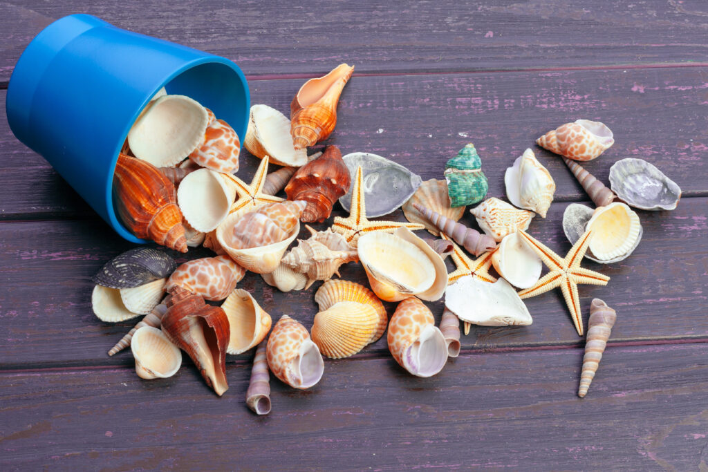 11 Decorative DIY Arts And Crafts With Shells | Smash Negativity