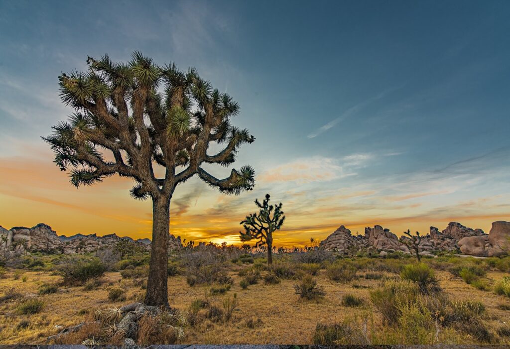 Different Types Of Plants That Live In The Desert | Smash Negativity