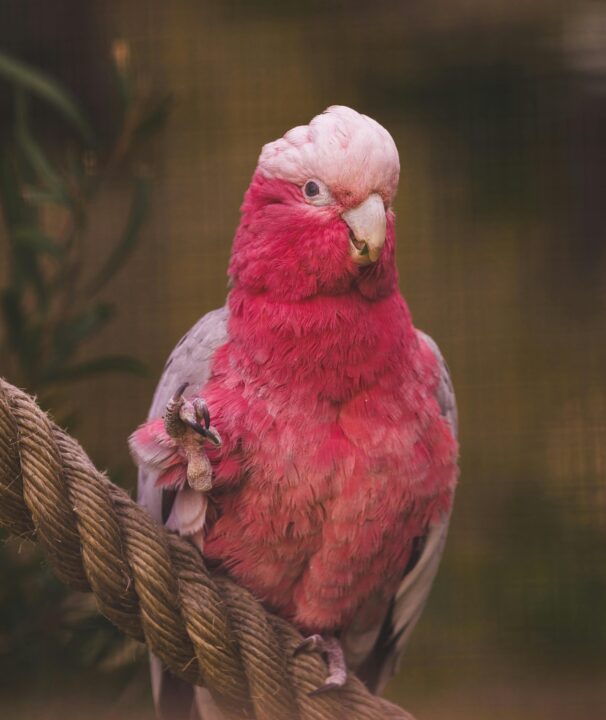 7 Common Types Of Cockatoos | Smash Negativity