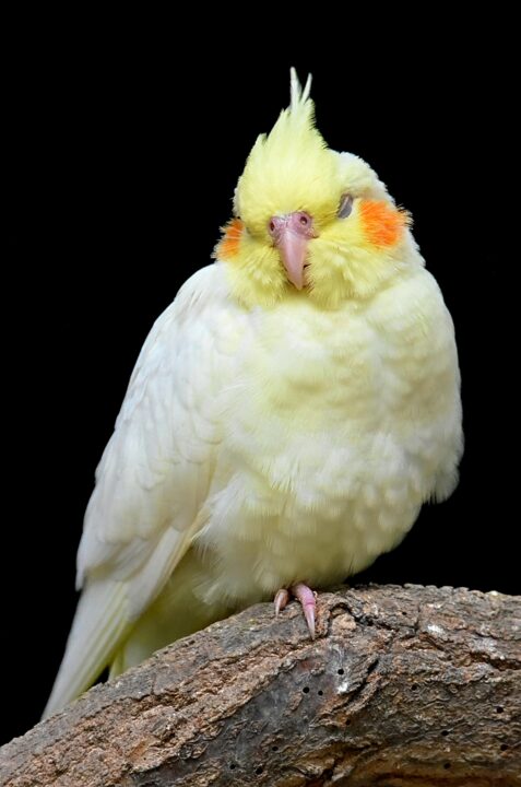 7 Common Types Of Cockatoos | Smash Negativity