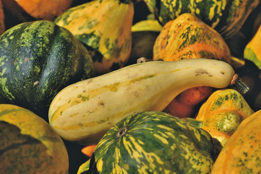 16 Different Types Of Squash | Smash Negativity