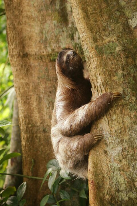14 Animals With Claws | Smash Negativity