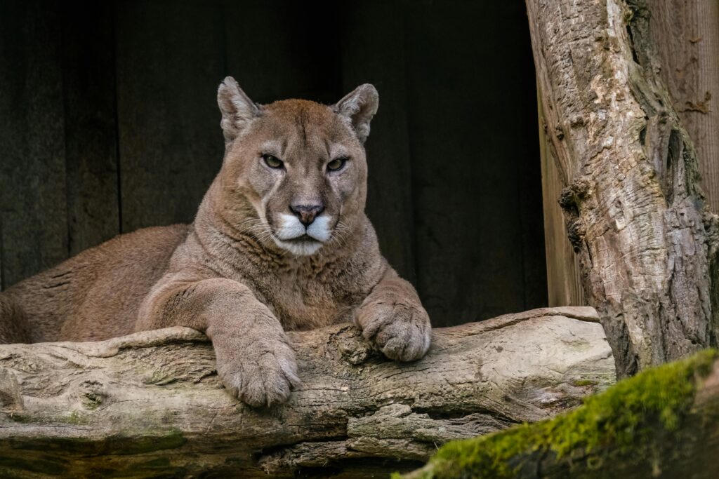 14 Animals With Claws | Smash Negativity