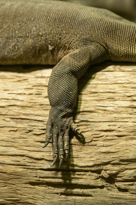 14 Animals With Claws | Smash Negativity