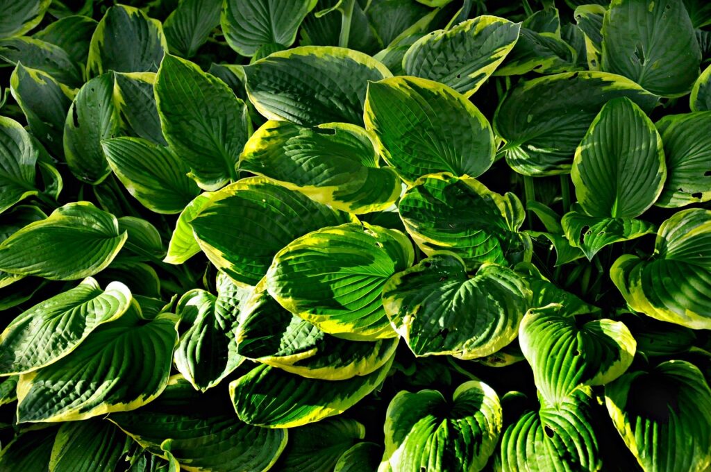 Uses And Benefits Of Edible Hostas | Smash Negativity