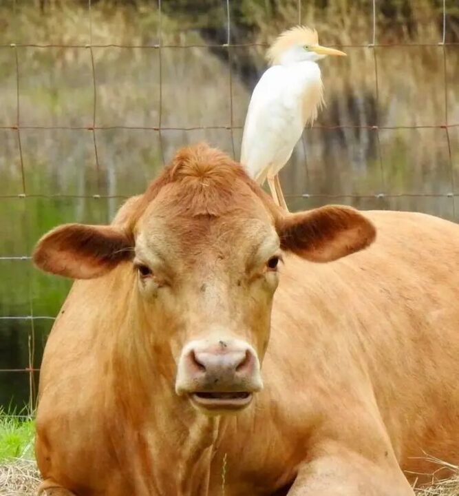 Cattle Egrets And Cattle Relationship: A Symbiotic Relationship | Smash ...