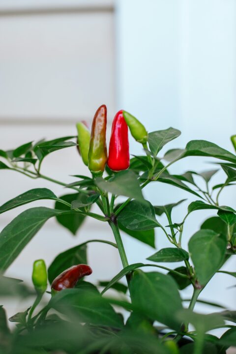 9 Exotic Fruits Native To North America | Smash Negativity
